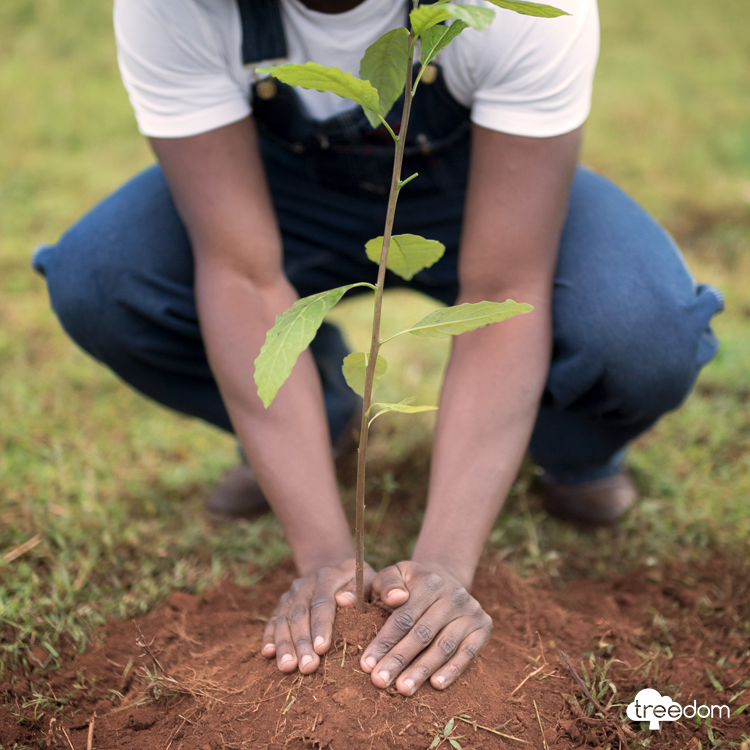 Treedom, liberi di regalare un albero - Business.it